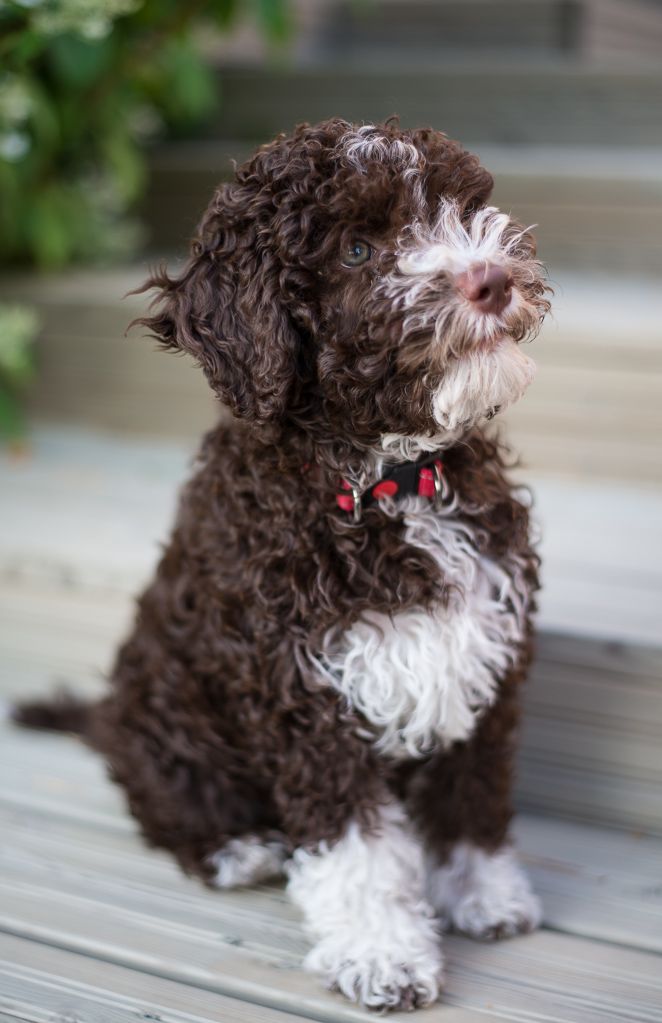 Lagotto Romagnolo Information Dog Breeds At Thepetowners Lagotto Romagnolo Information Dog Breeds At Thepetowners